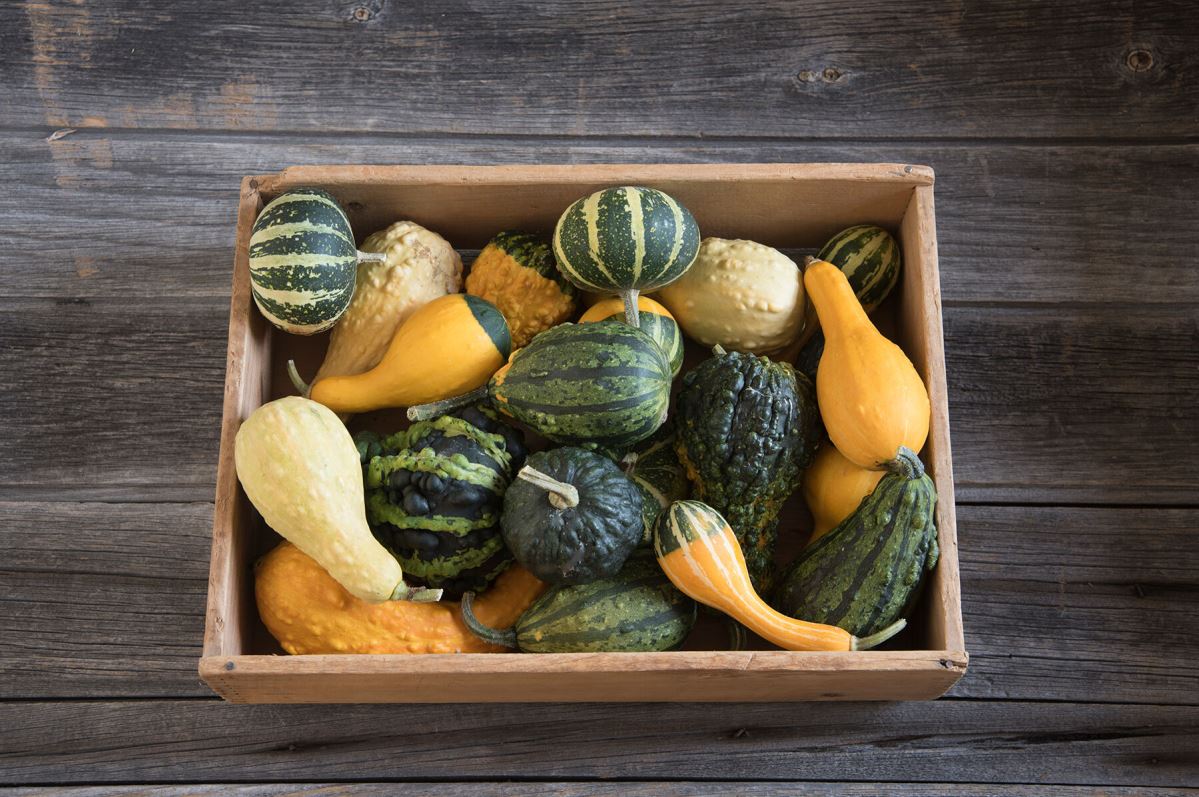 Buy Ornamental Gourds (Small Mixed) Seeds for Colorful Fall Displays ...