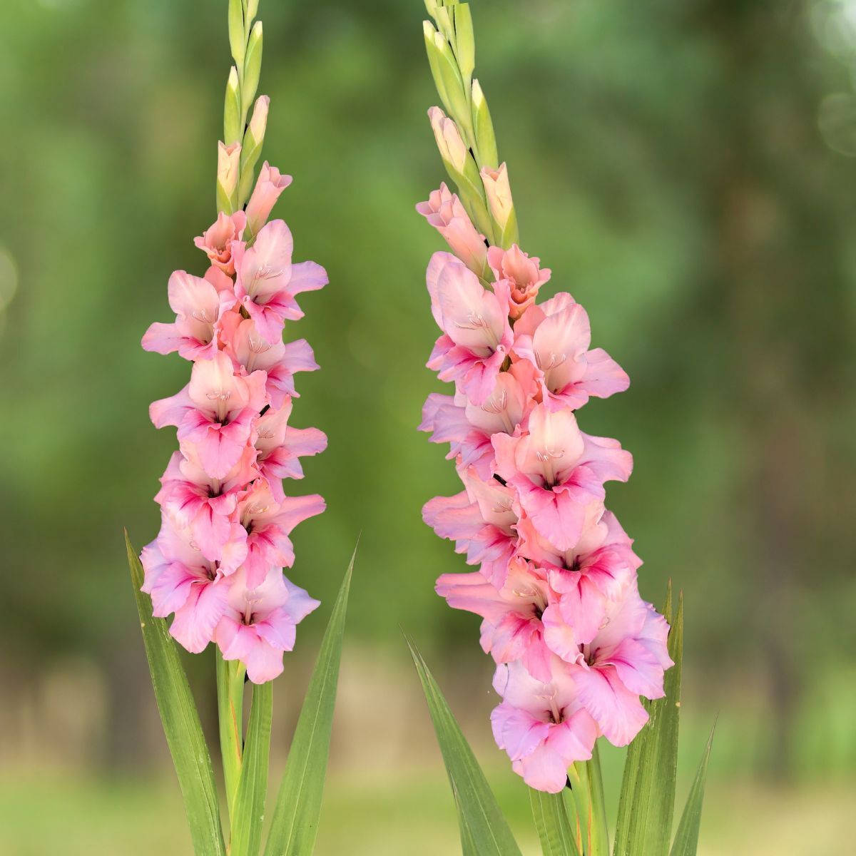 Buy Gladiolus Adrenalin Bulbs - Vibrant Red Blooms for Your Garden – Bijaseeds