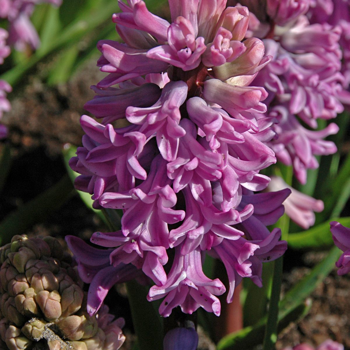 Buy Hyacinth Splendid Cornelia Bulbs - Gorgeous Pink Blooms for Your Garden – Bijaseeds