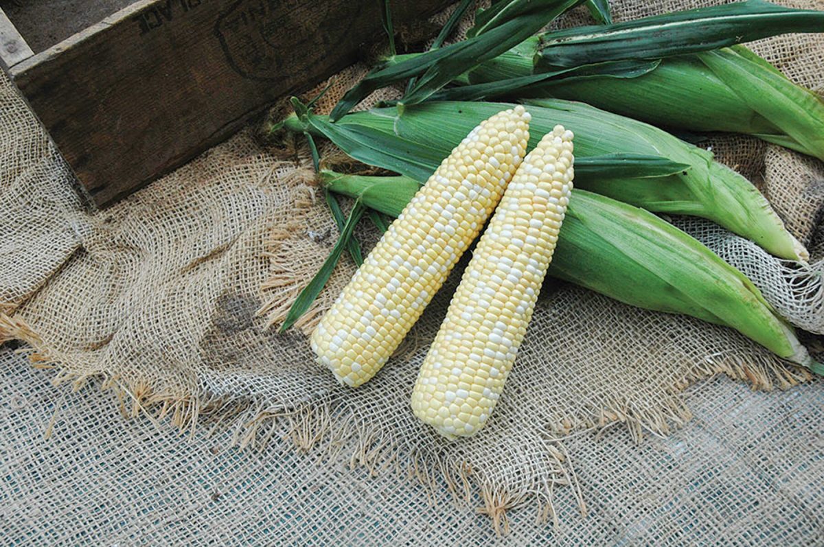 Buy Superb MXR Treated Corn Seeds – Treated Corn Seed – Bijaseeds