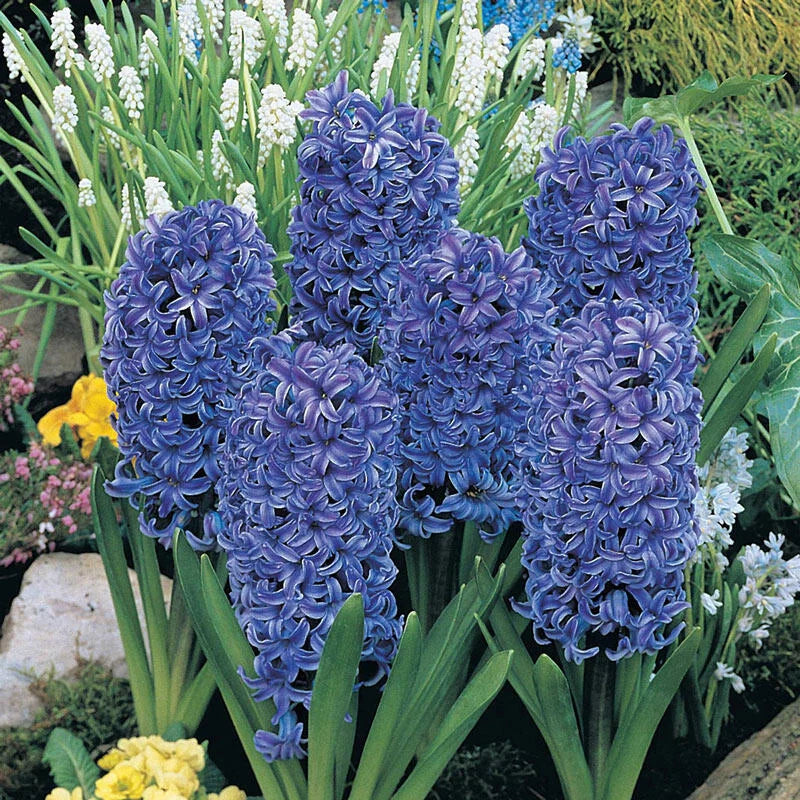 Buy Giant Hyacinth Collection Seeds Shop Now! – Bijaseeds