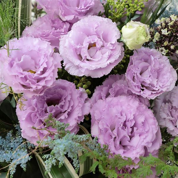 Buy Voyage Lavender – Lisianthus Seeds for Beautiful Lavender Blooms ...