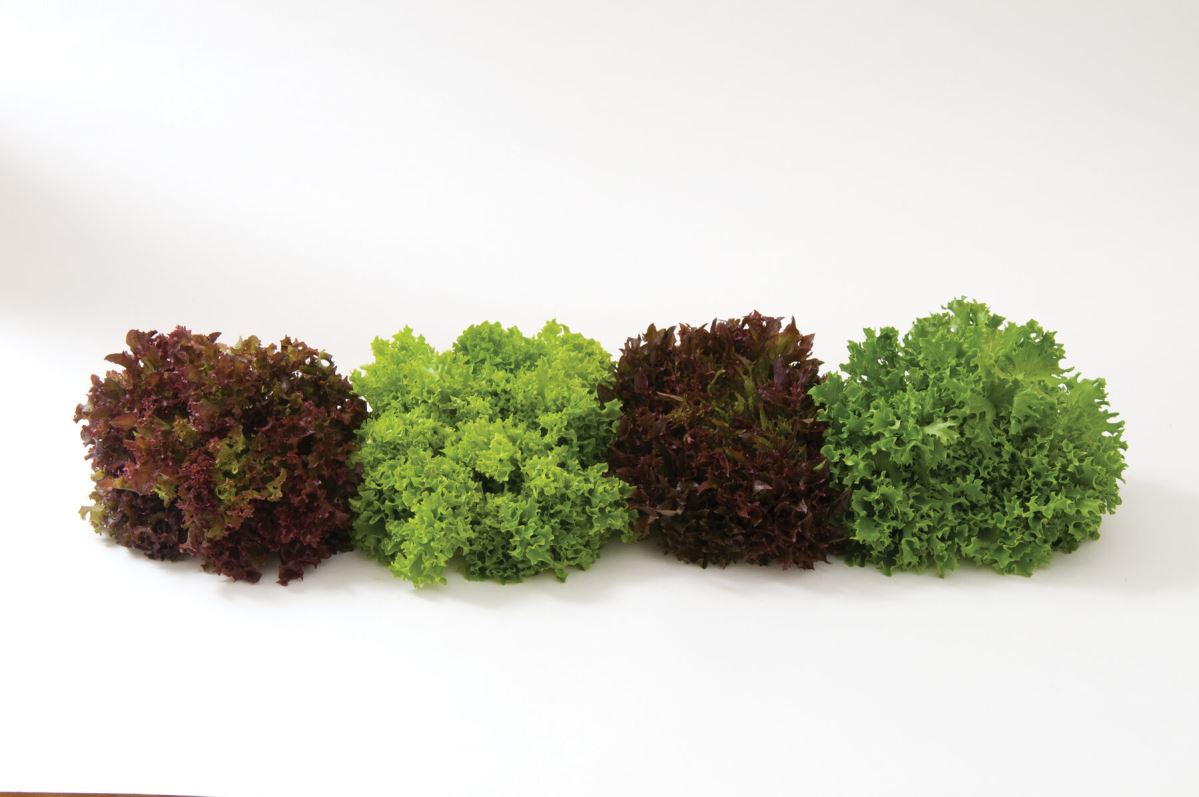 Buy Salanova Foundation Lettuce Seeds – Bijaseeds