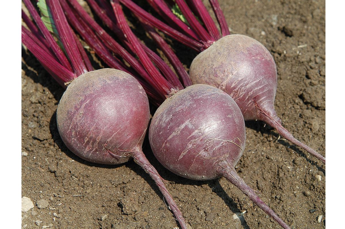 Buy Merlin – Organic Beet Seed for Sweet, Nutritious Beets – Bijaseeds