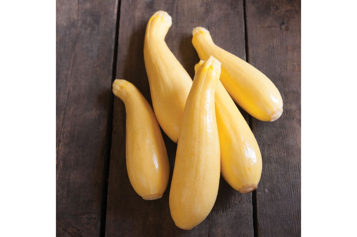 Buy Multipik – Yellow Summer Squash Seeds for Tender, Flavorful Squash ...