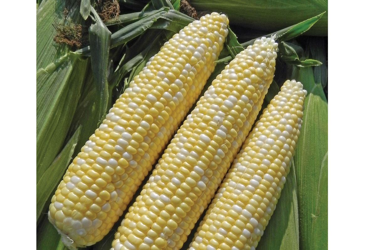 Buy Allure – Organic Corn Seeds for Sweet, Crisp Corn – Bijaseeds