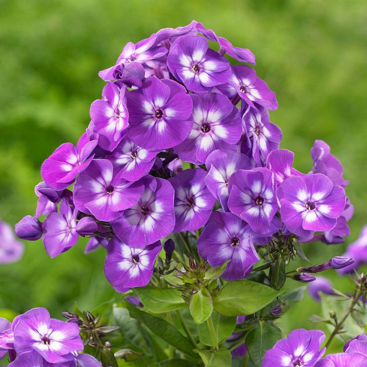 Buy Goliath Phlox Tree Order Now! – Bijaseeds