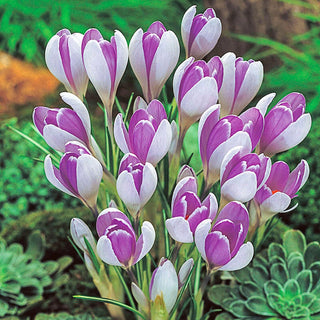 Buy Vanguard Giant Crocus Seeds Shop Now! – Bijaseeds