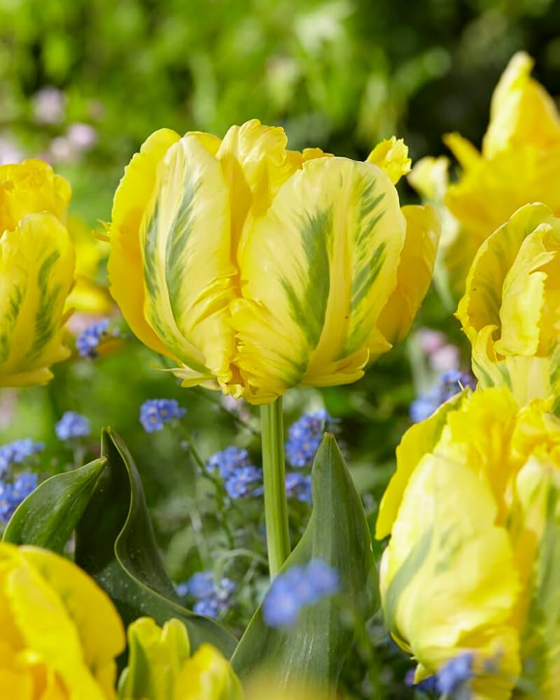 Buy Yellow Madonna Parrot Tulip Seeds Shop Now! – Bijaseeds