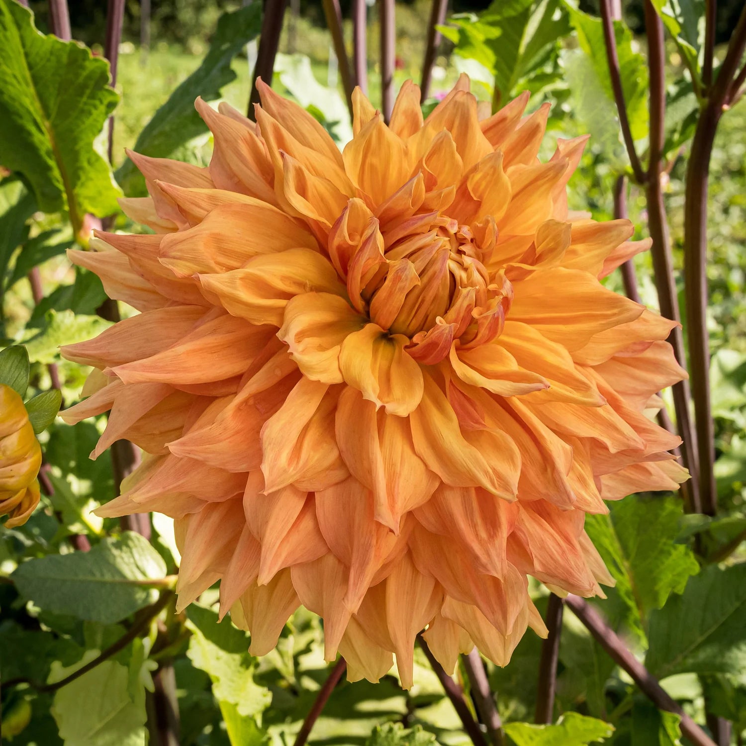 Buy Ben Huston Dahlia Order Now! – Bijaseeds
