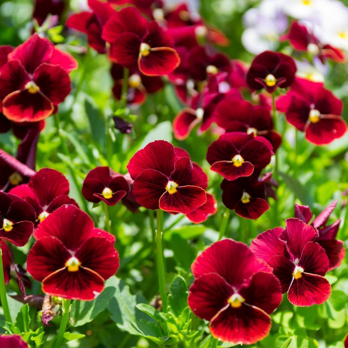 Buy Viola Arkwright Ruby – Deep Red Flowers for Garden Borders – Bijaseeds