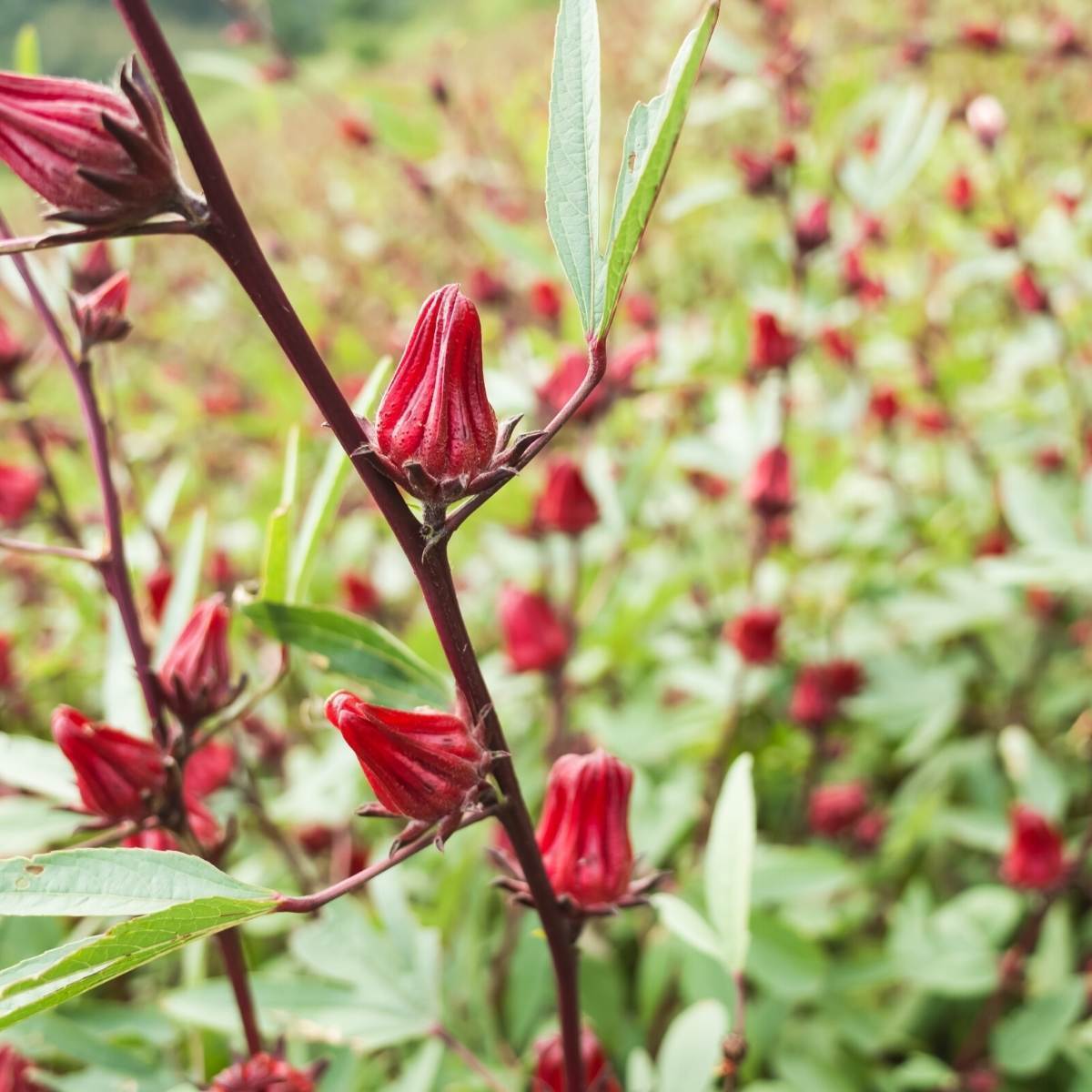 Buy Early Rosella Seeds - Vibrant, Tangy Fruit for Teas & Jams – Bijaseeds