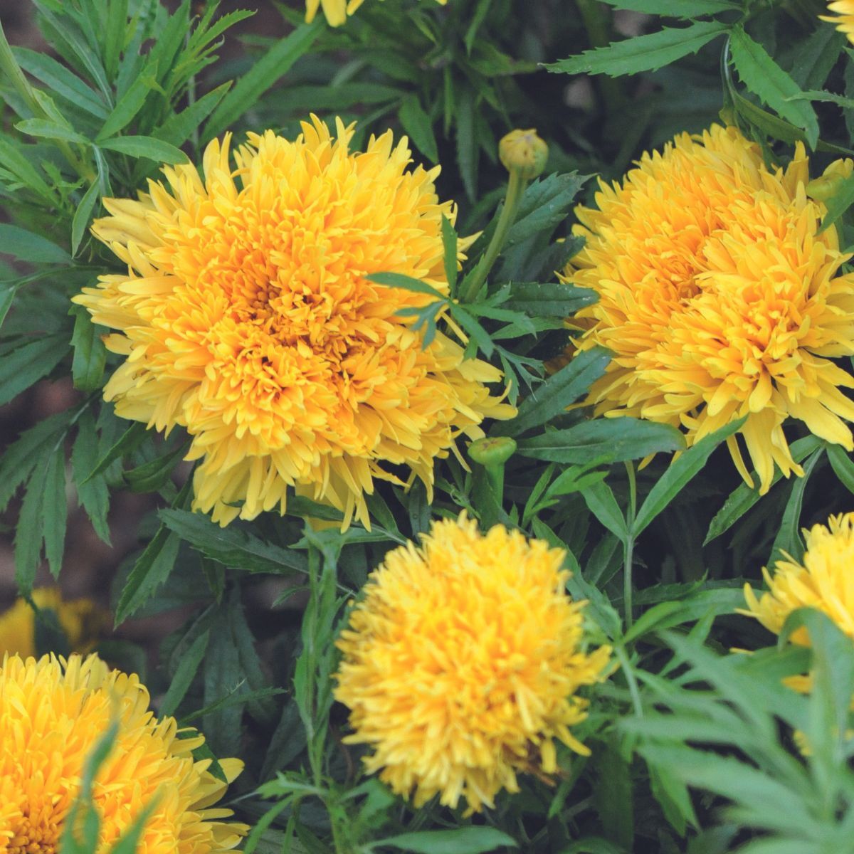 Buy Marigold African Simba Yellow – Stunning Yellow Blooms – Bijaseeds