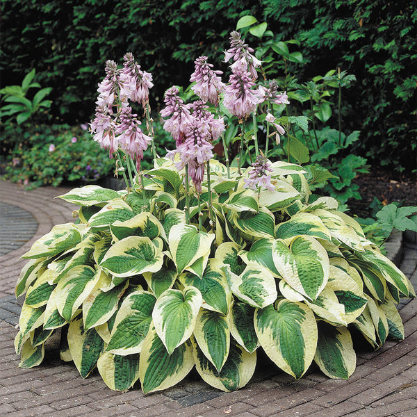 Buy Wide Brim Hosta Shop Now! – Bijaseeds
