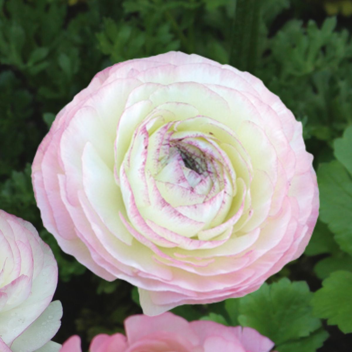 Buy Ranunculus Elegance Bianco Sfumato - Unique White and Pink Blooms ...