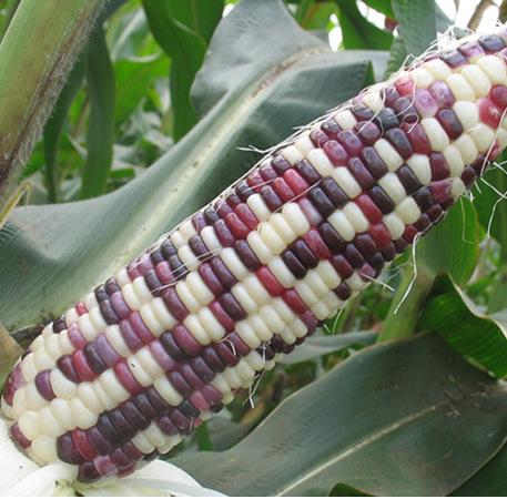 Buy Waxy Corn Seeds – Organic Vegetable Seeds Online – Bijaseeds